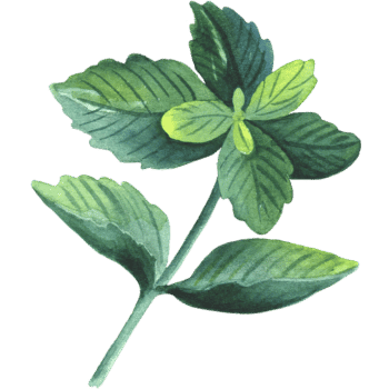 100 Plants Names in English with Pictures • Englishan