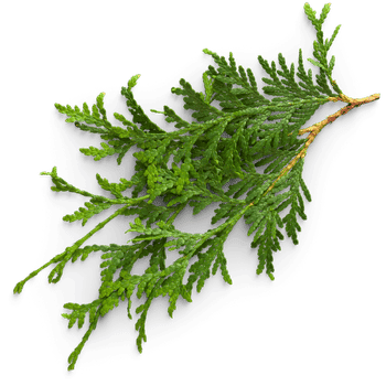 100 Plants Names in English with Pictures • Englishan