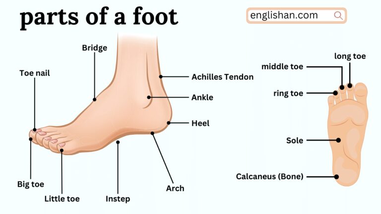 Parts of Car Names in English • Englishan