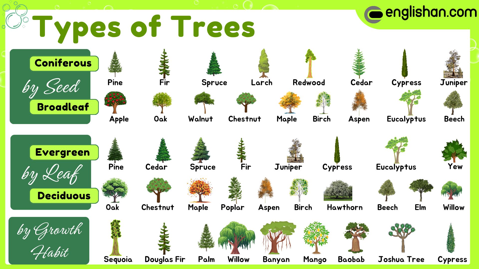 Types of Trees: Names and Facts