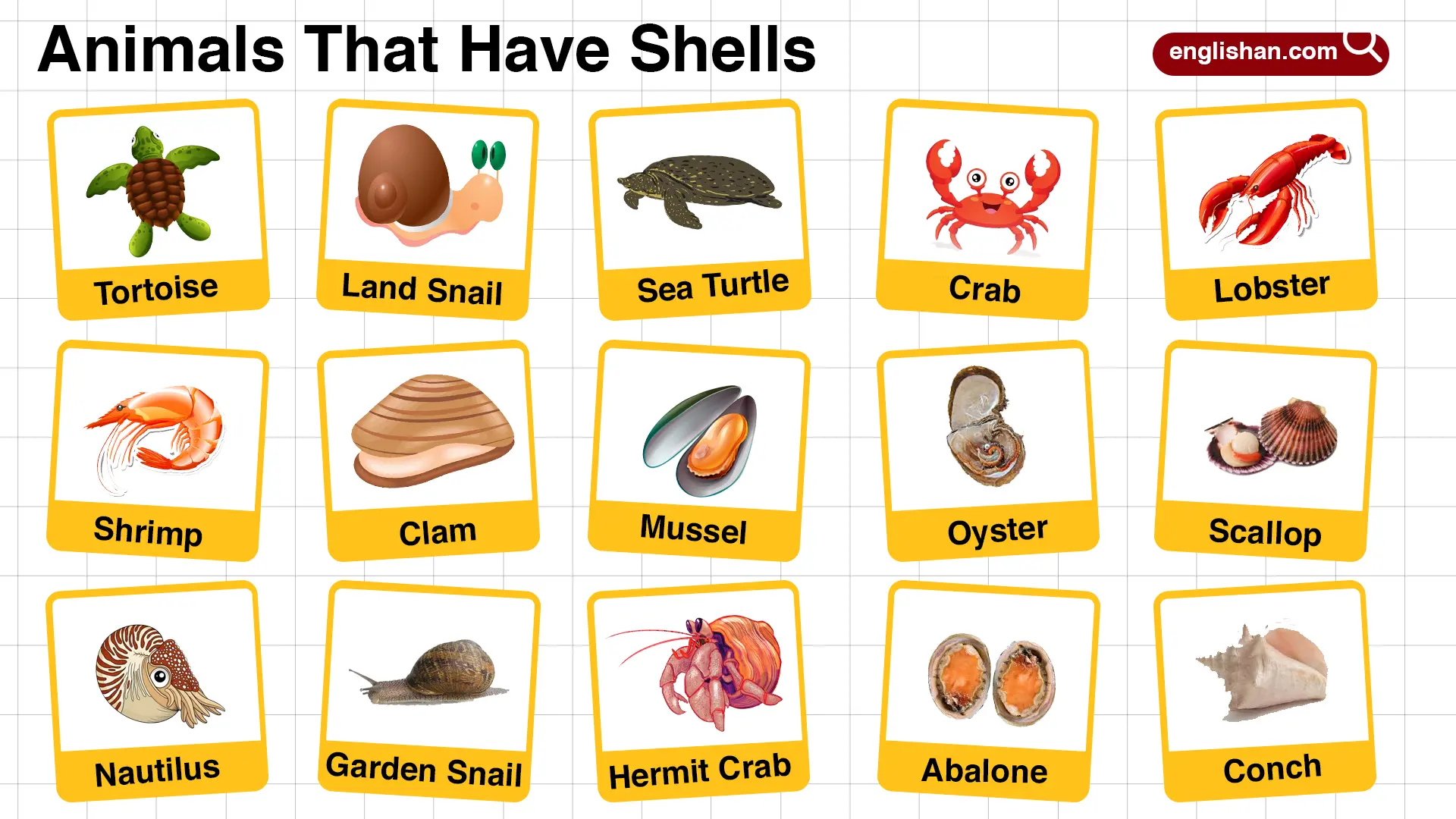 Names of Animals That Have Shells: Complete List