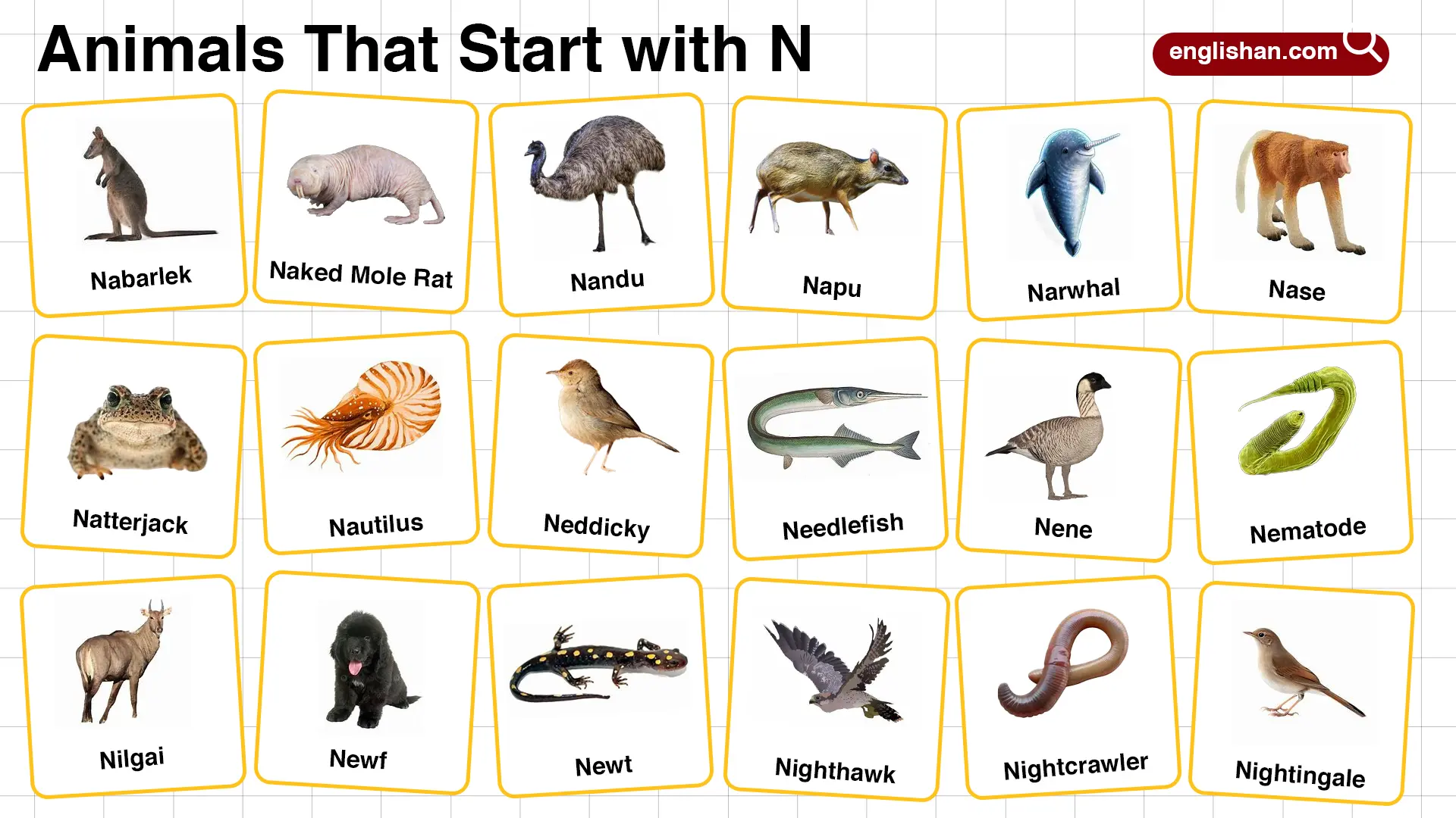 20+ Animals that Start with N in English with Pictures