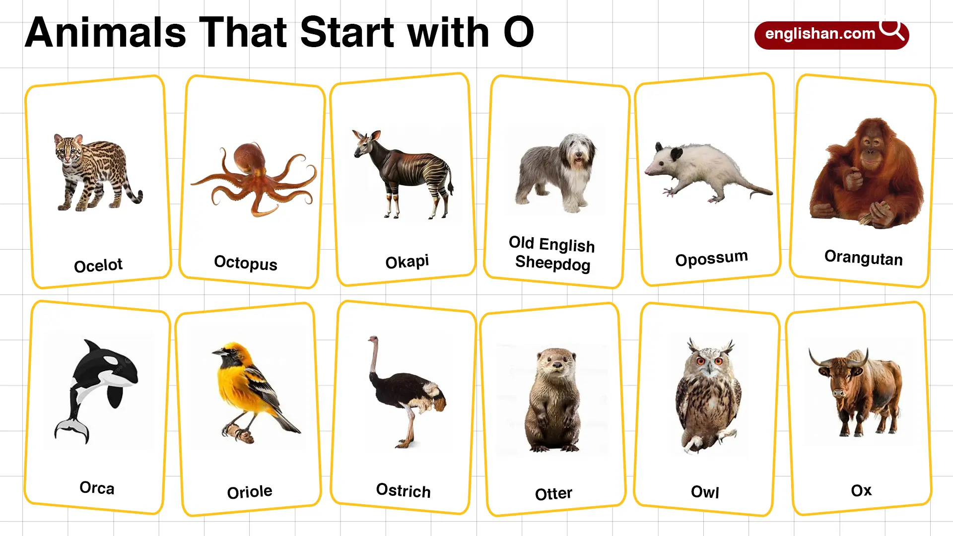 20+ Animals that Start with O in English with Pictures