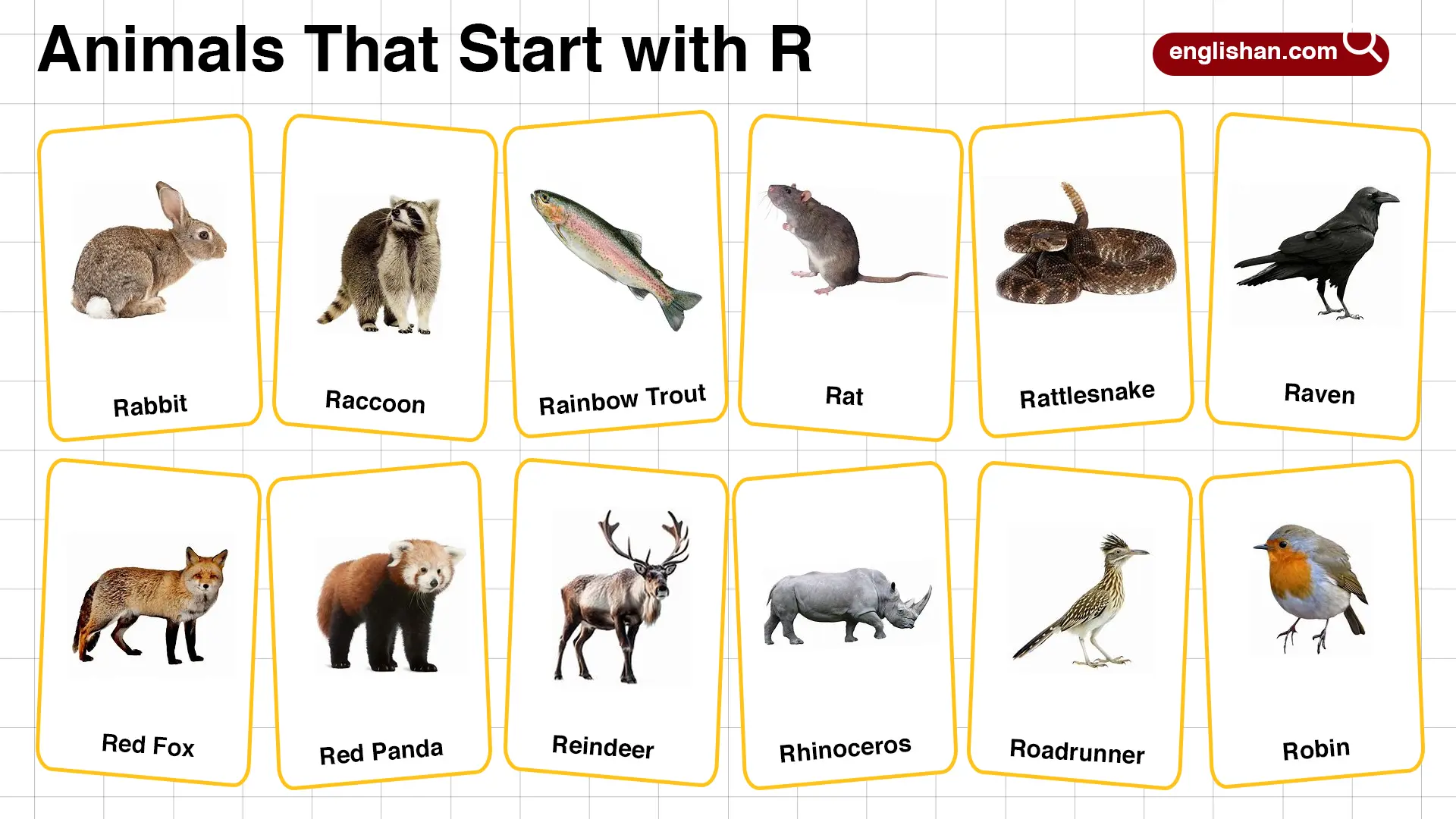 20+ Animals that Start with R in English with Pictures