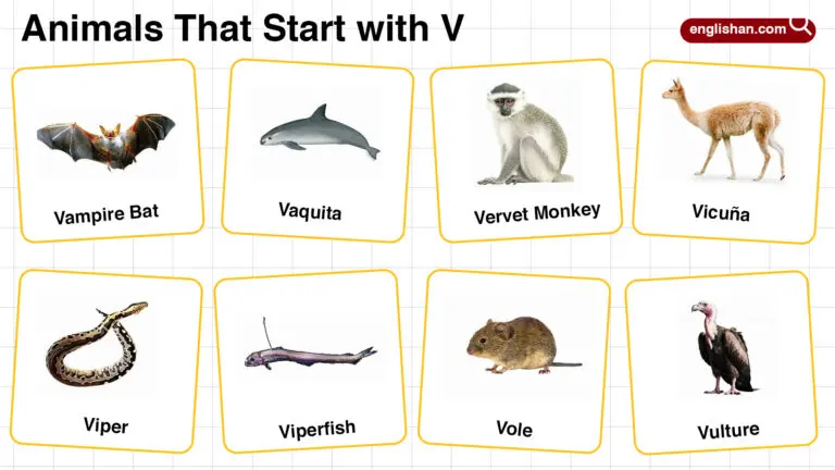Parts of Fish Names in English • Englishan