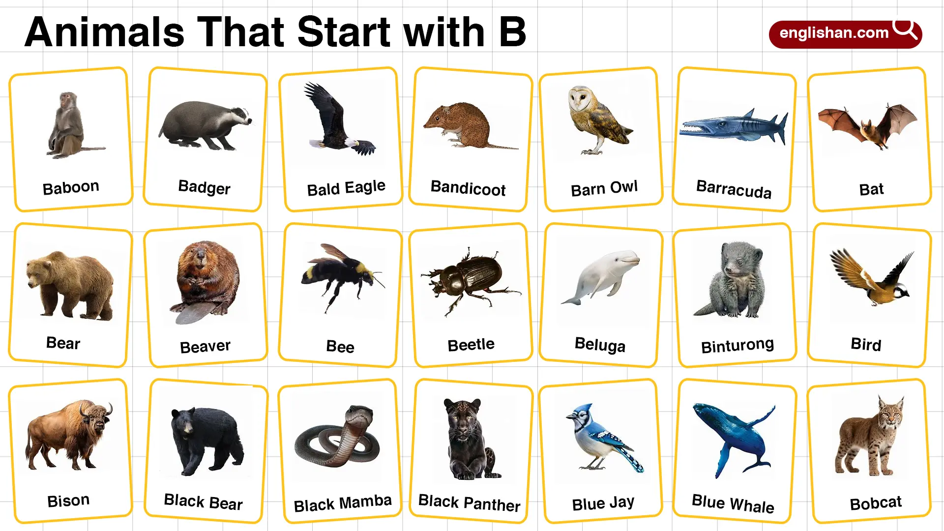 20+ Animals that Start with B in English with Pictures