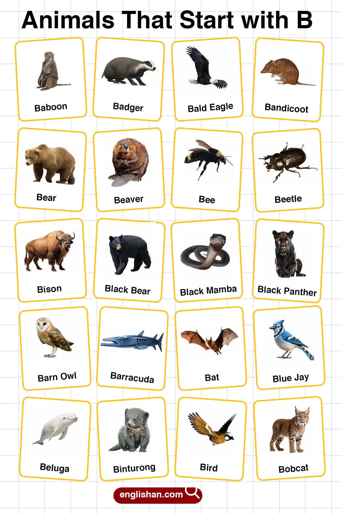 20+ Animals that Start with B in English with Pictures