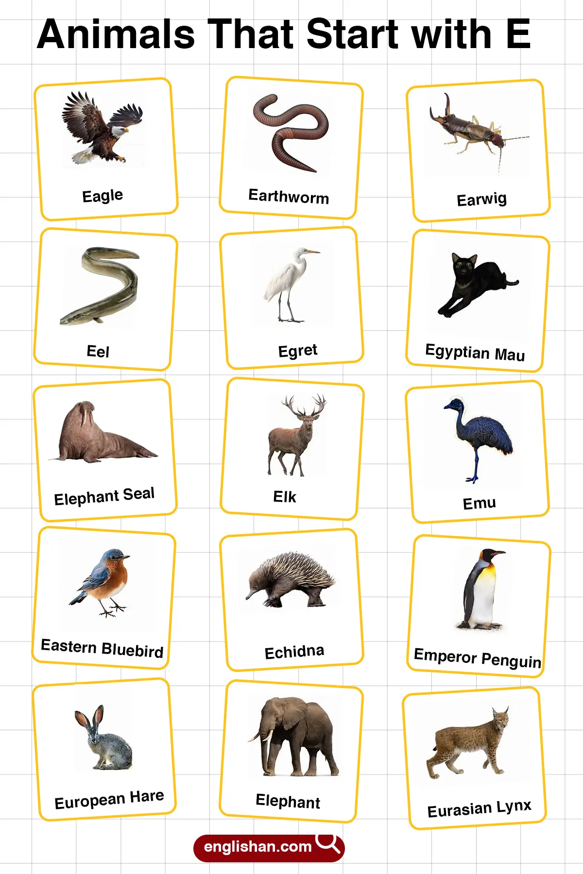 20+ Animals that Start with E in English with Pictures