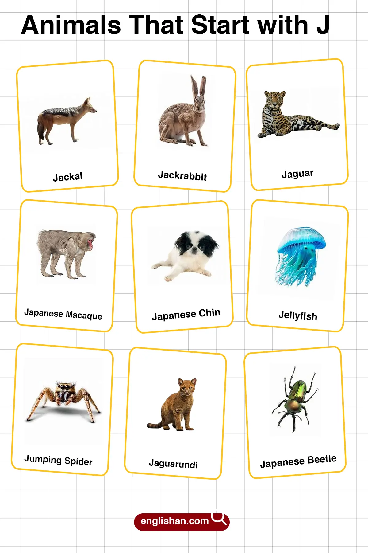 20+ Animals that Start with J in English with Pictures