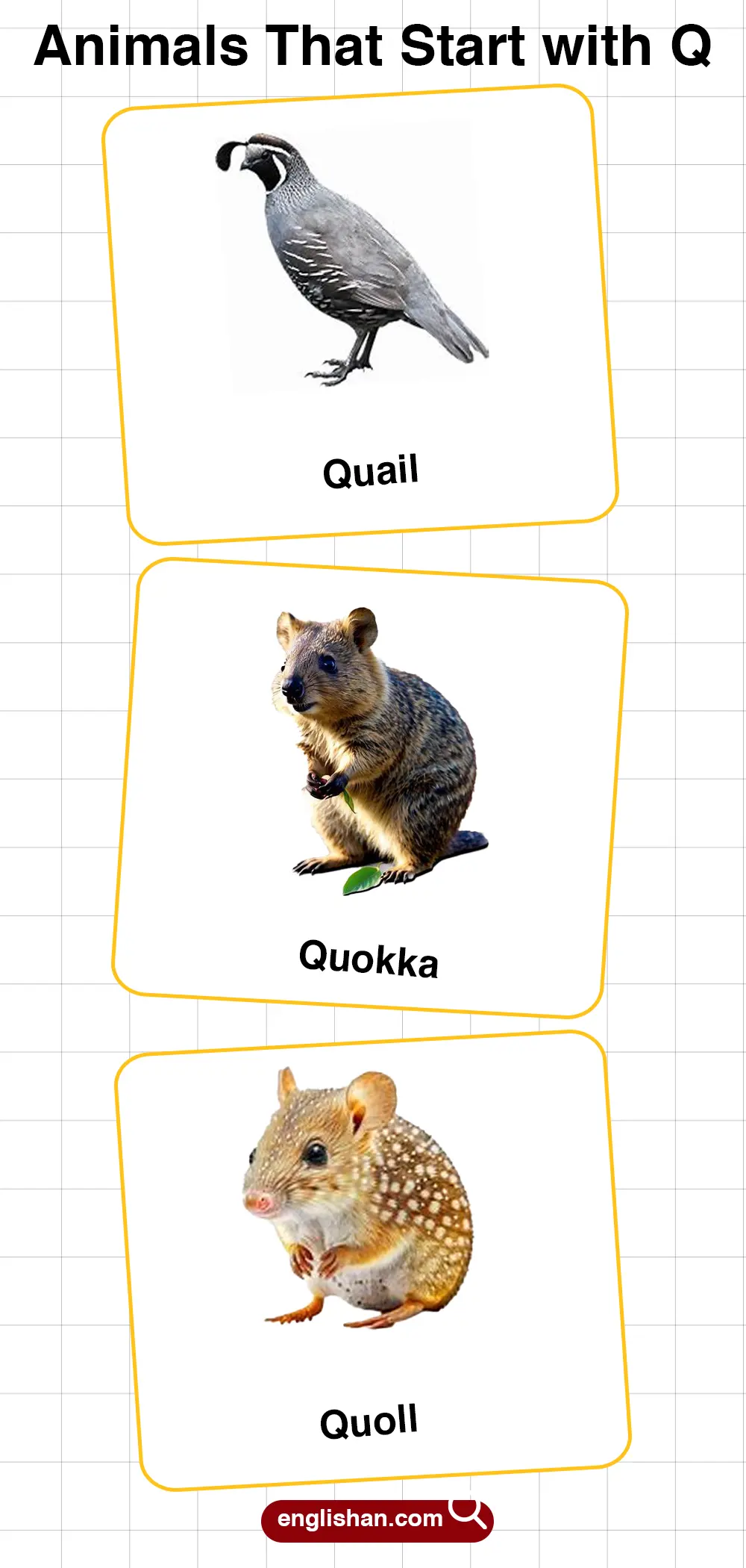 20+ Animals that Start with Q in English with Pictures