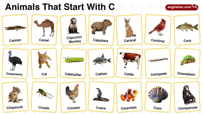 210 Five Letter Words List in English • Englishan