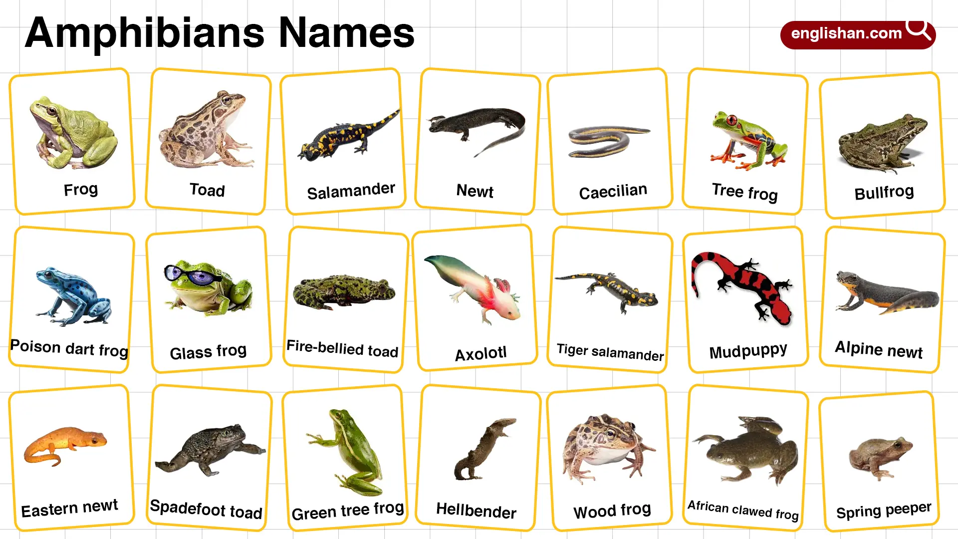 Amphibians Names in English with their Pictures