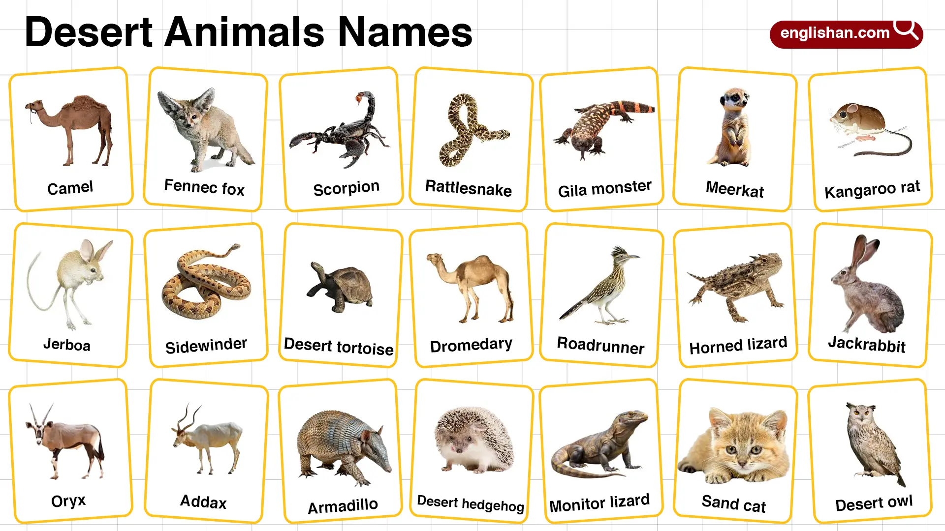 Desert Animals Names in English with their Pictures