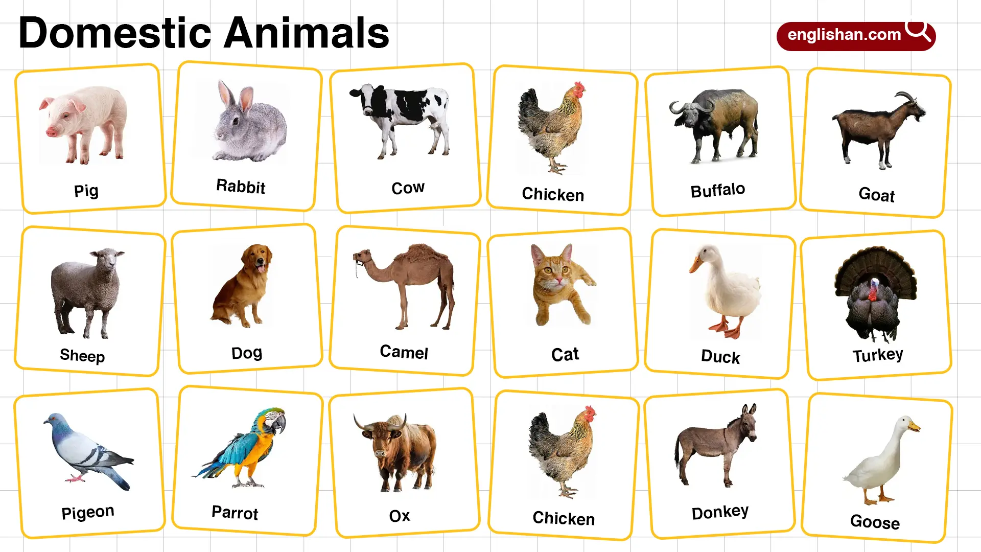 Domestic Animals Names in English with their Pictures