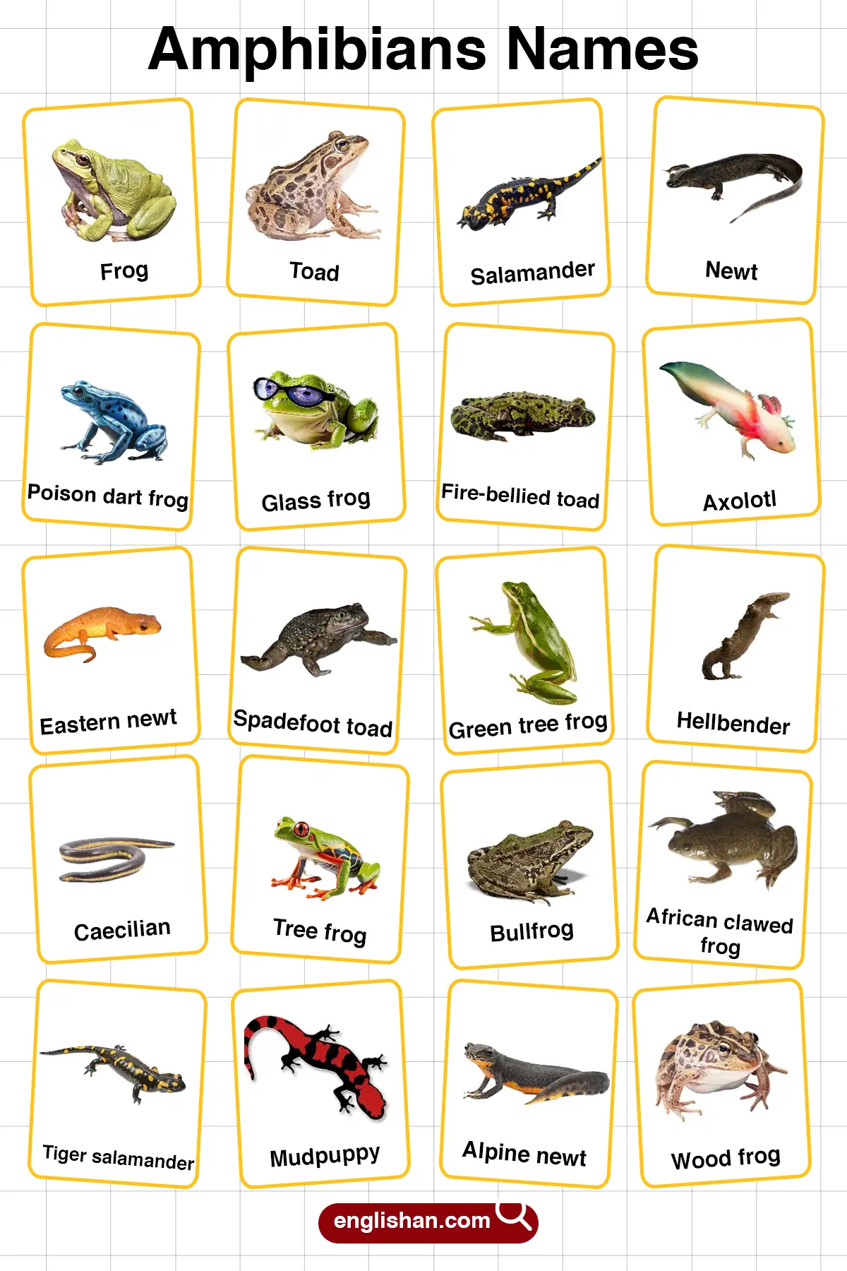 Amphibians Names in English with their Pictures