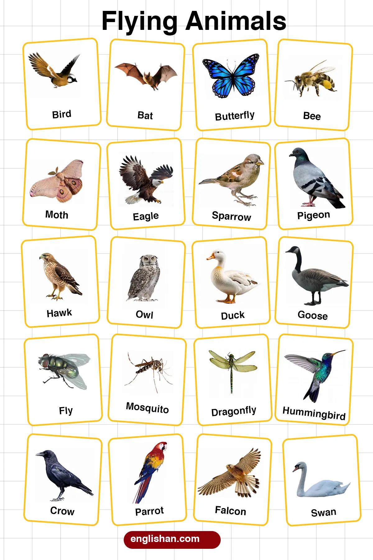 Flying Animals Names in English with their Pictures