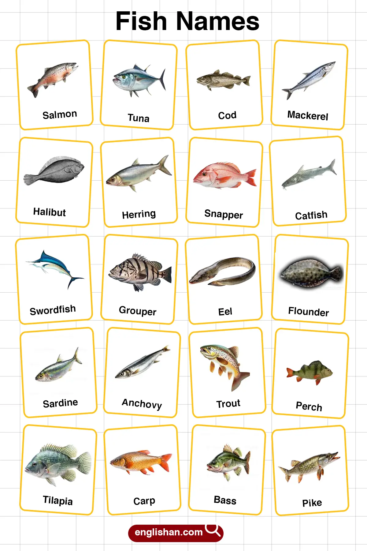 Fish Names in English with their Pictures