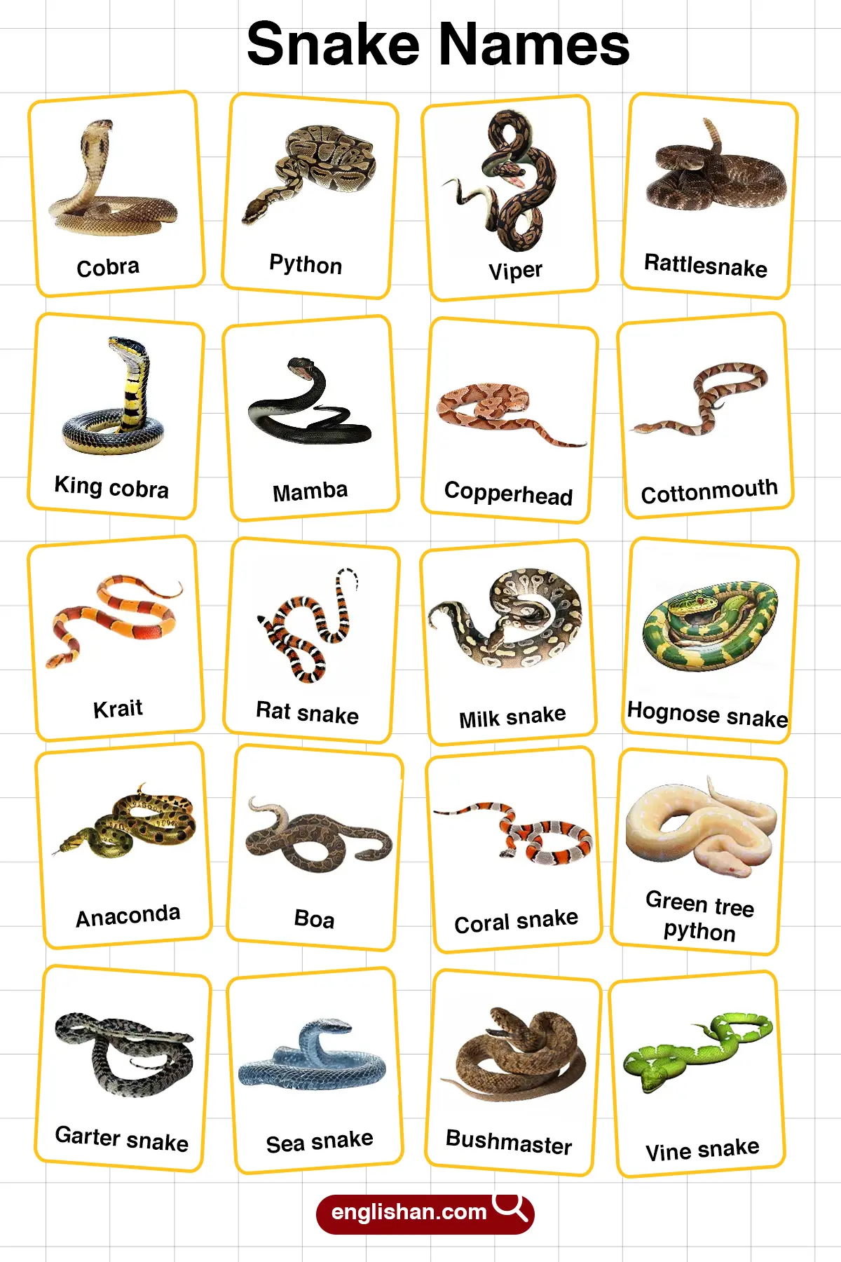 Snake Names in English with their Pictures