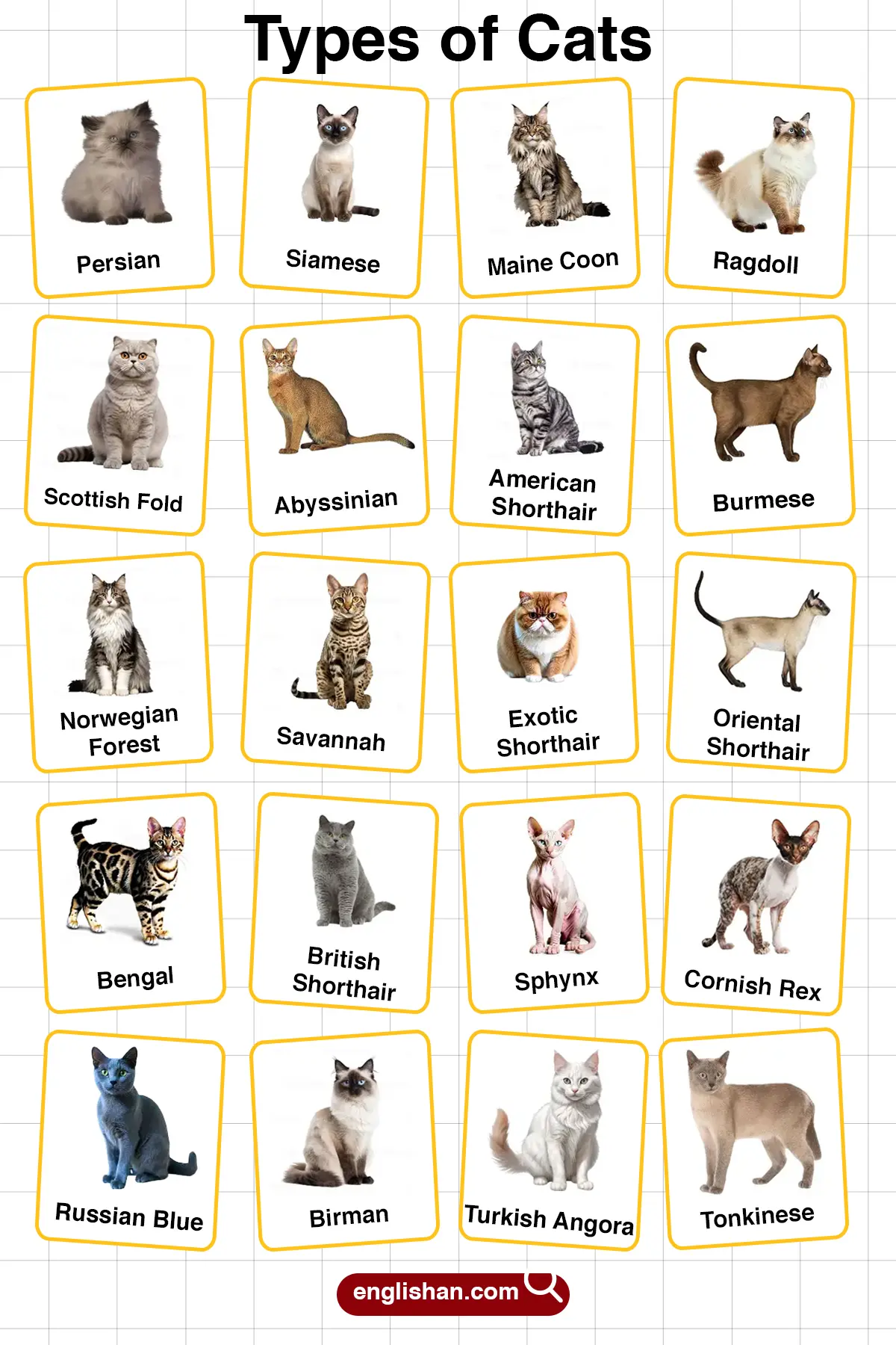 Types of Cats in English with their Pictures