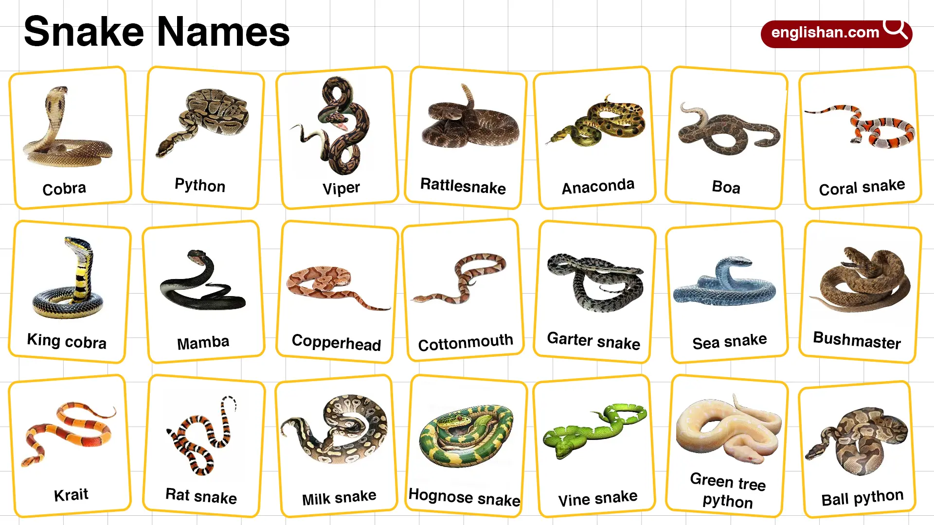 Snake Names in English with their Pictures