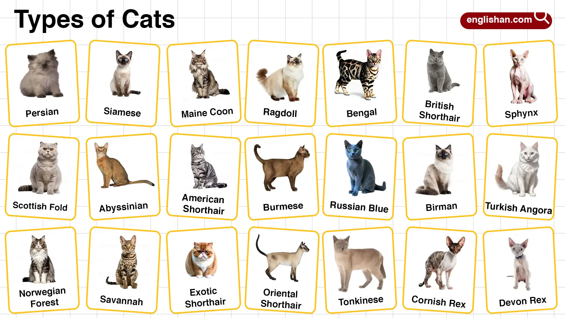 Types of Cats in English with their Pictures