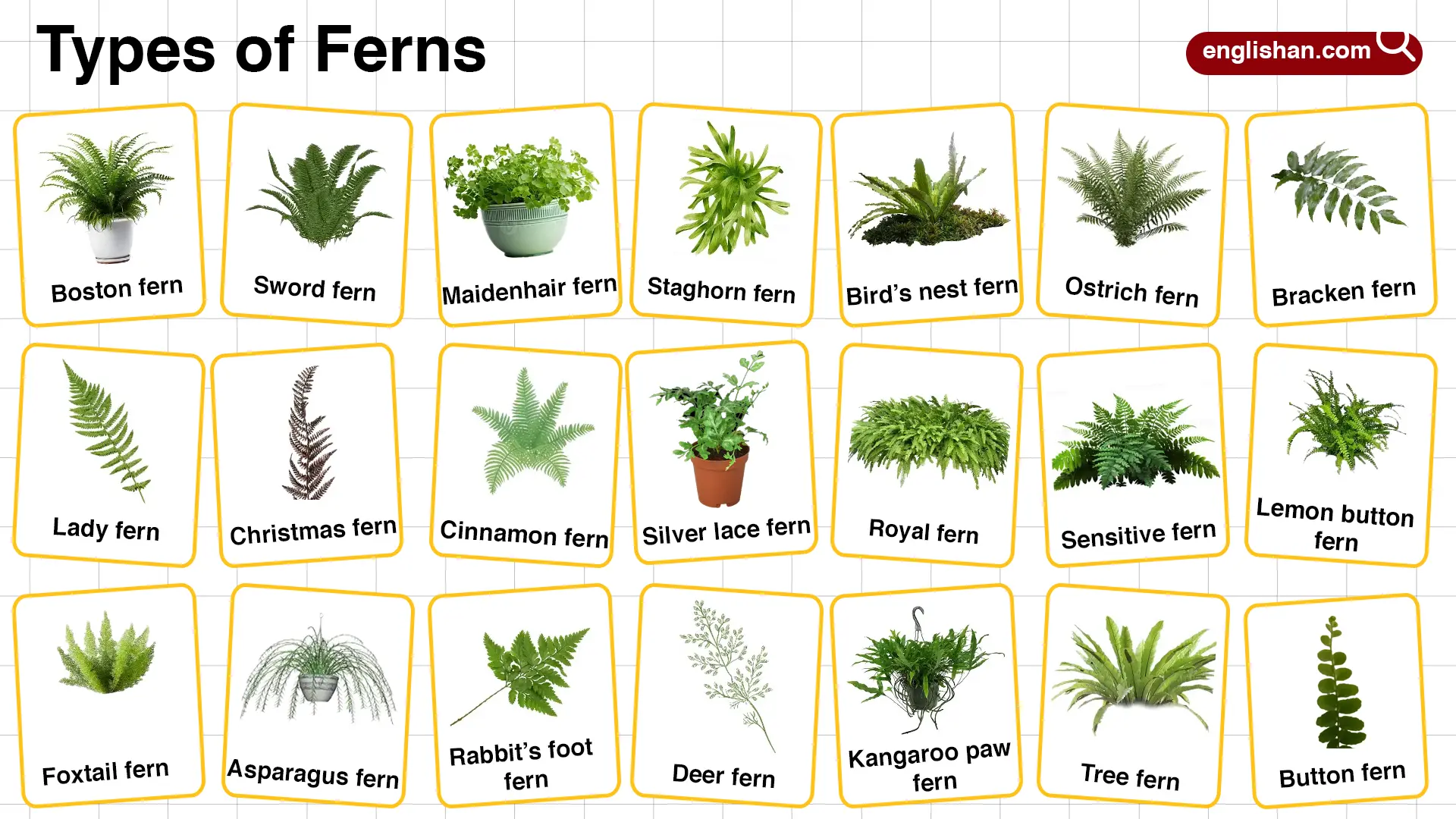 Types of Ferns in English with their Pictures
