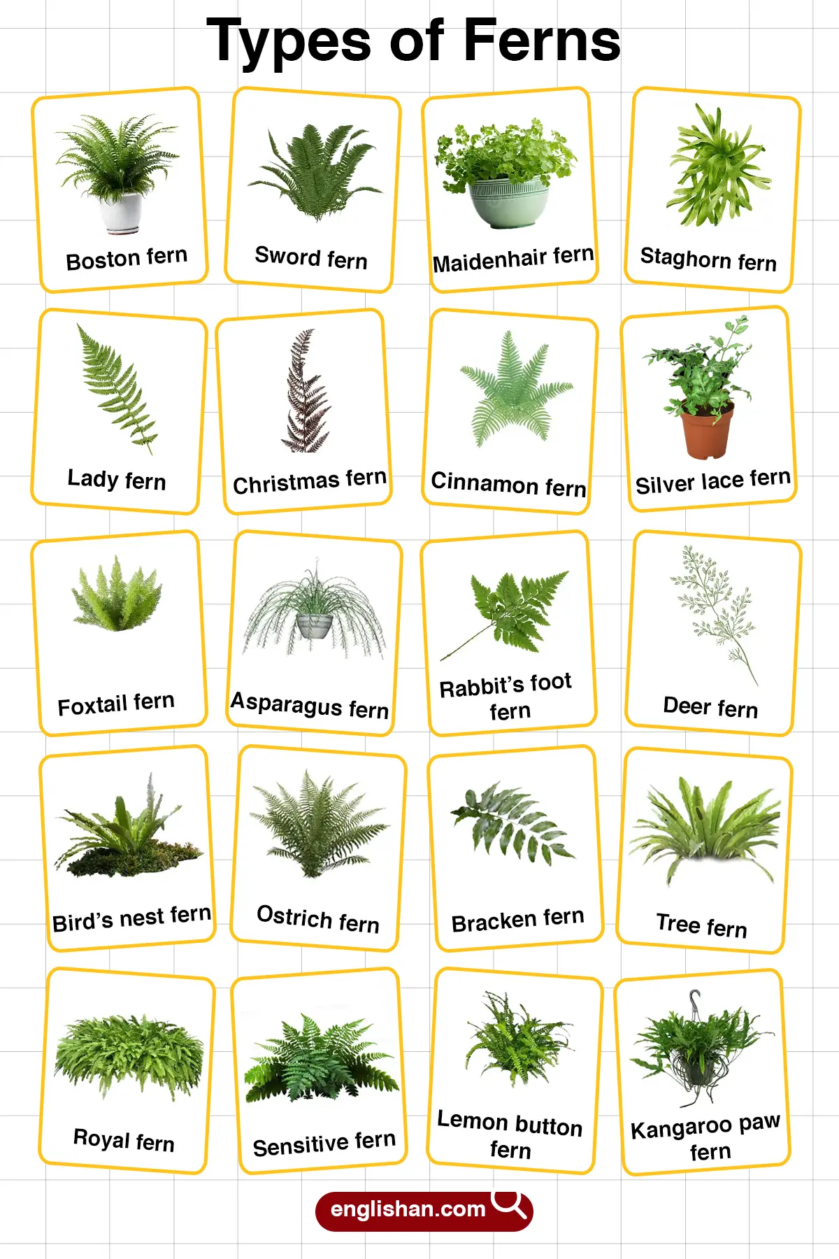 Types of Ferns in English with their Pictures
