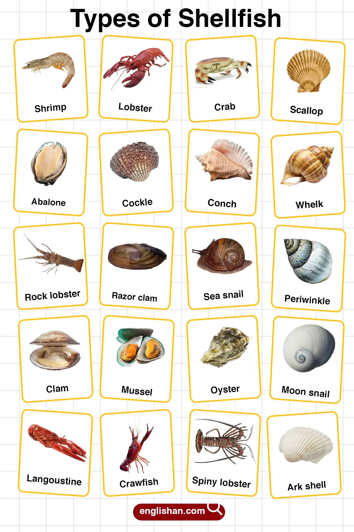 Types of Shellfish in English with their Pictures