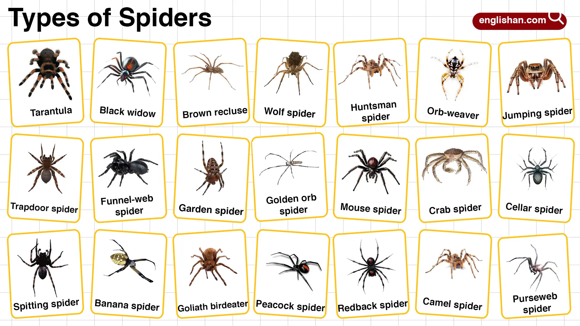 Types of Spiders in English with their Pictures