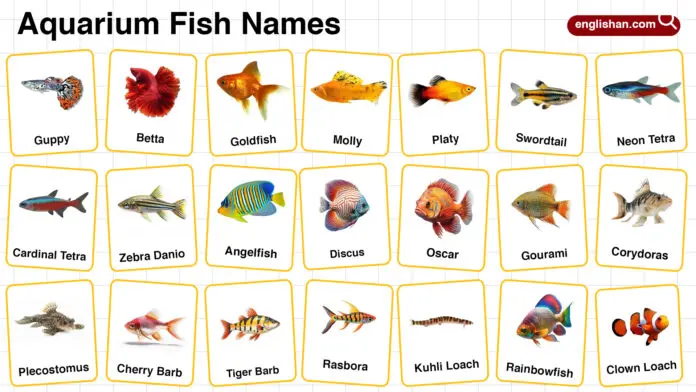 Aquarium Fish Names in English with their Pictures