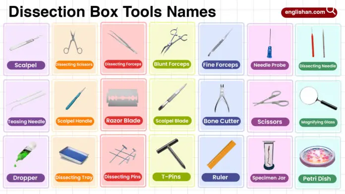 Dissection Box Tools Names in English with their Pictures