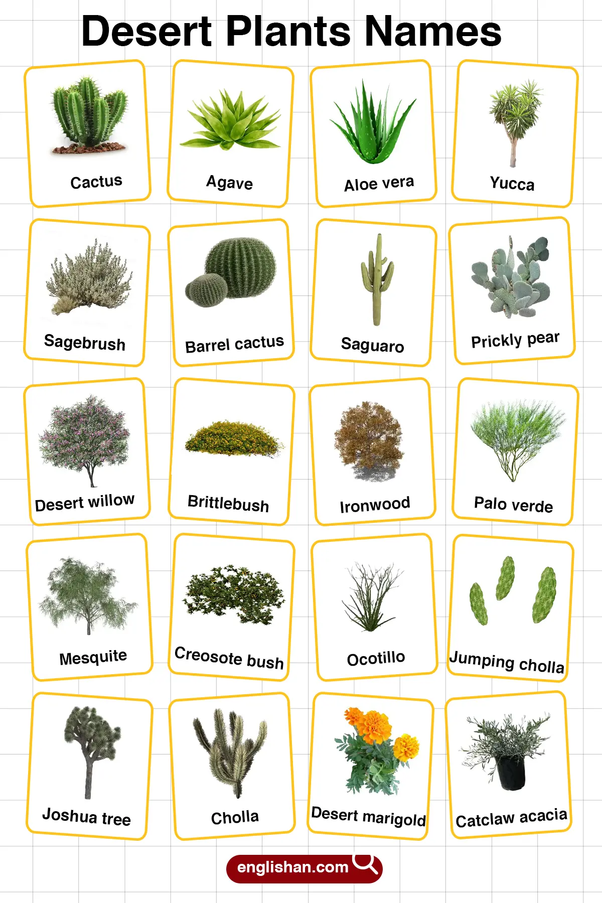 Desert Plants Names in English with their Pictures