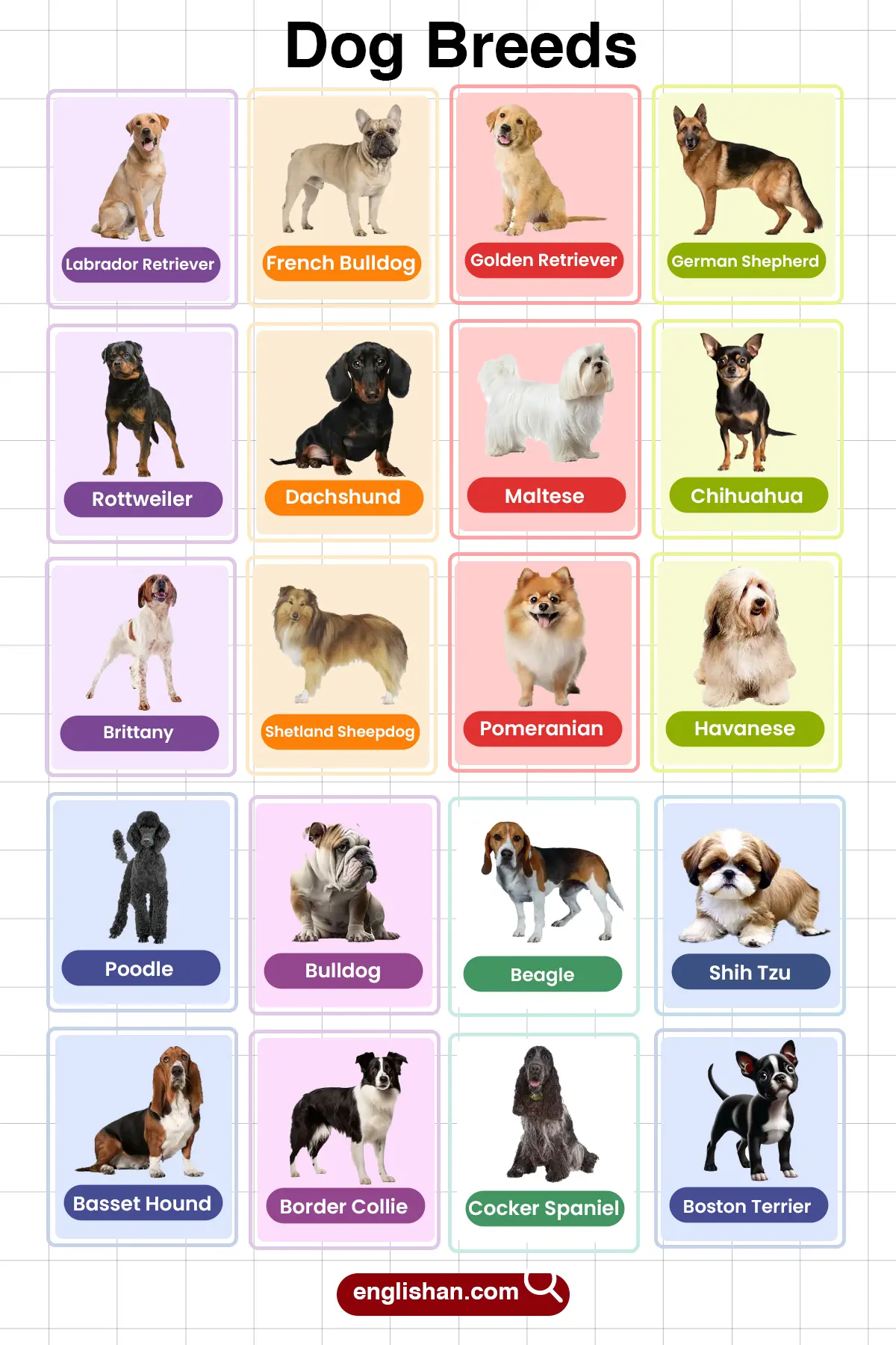 Dog Breeds in English with their Pictures