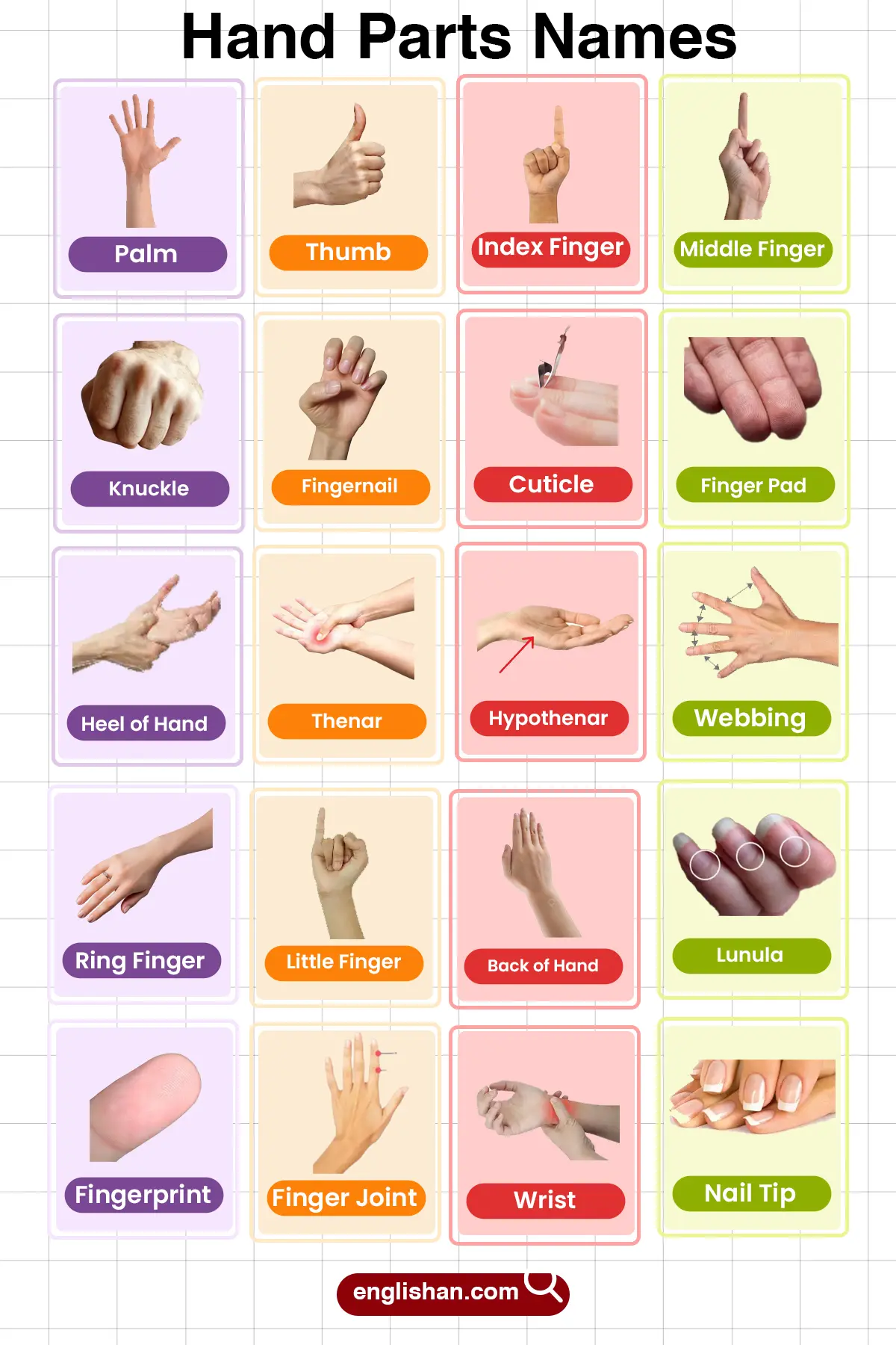 Hand Parts Names in English with their Pictures