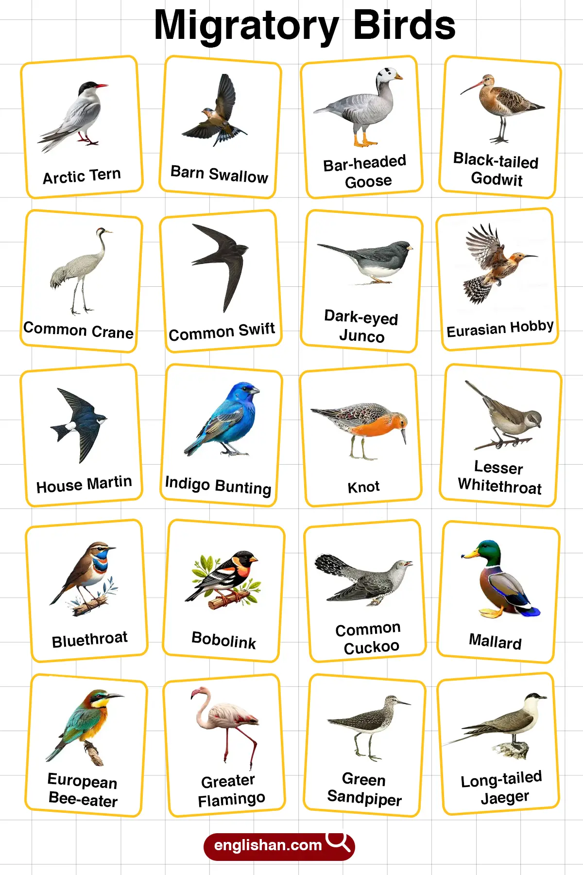 Migratory Birds Names in English with their Pictures