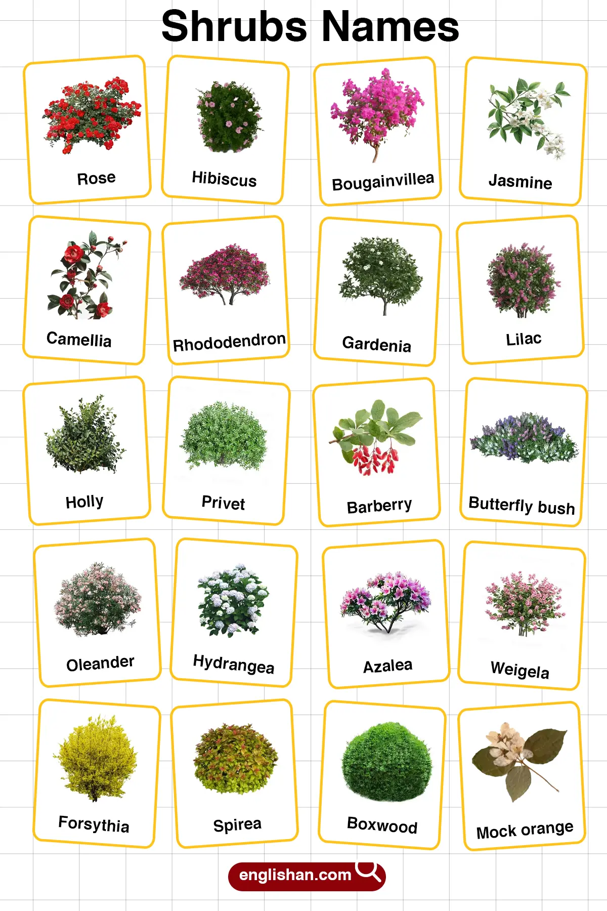 Shrubs Names in English with their Pictures