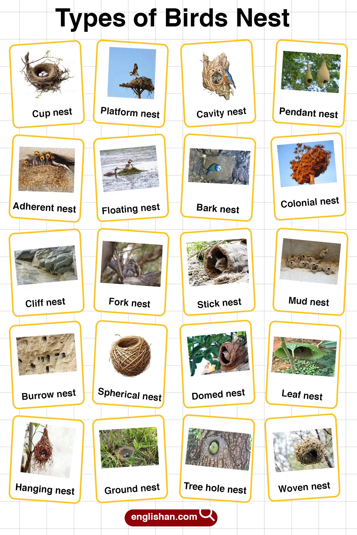 Types of Birds Nest Names in English with their Pictures