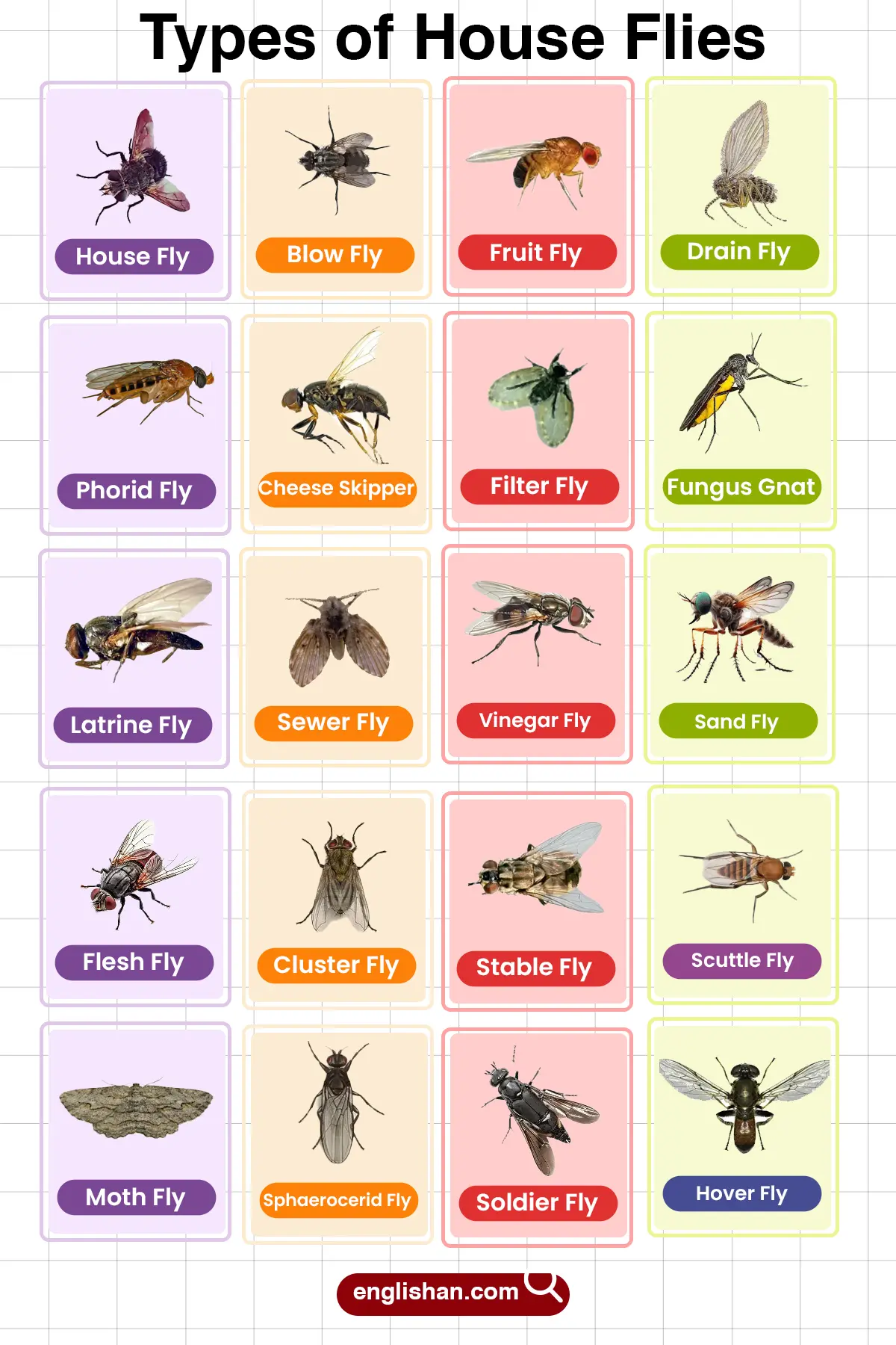 Types of House Flies in English with their Pictures