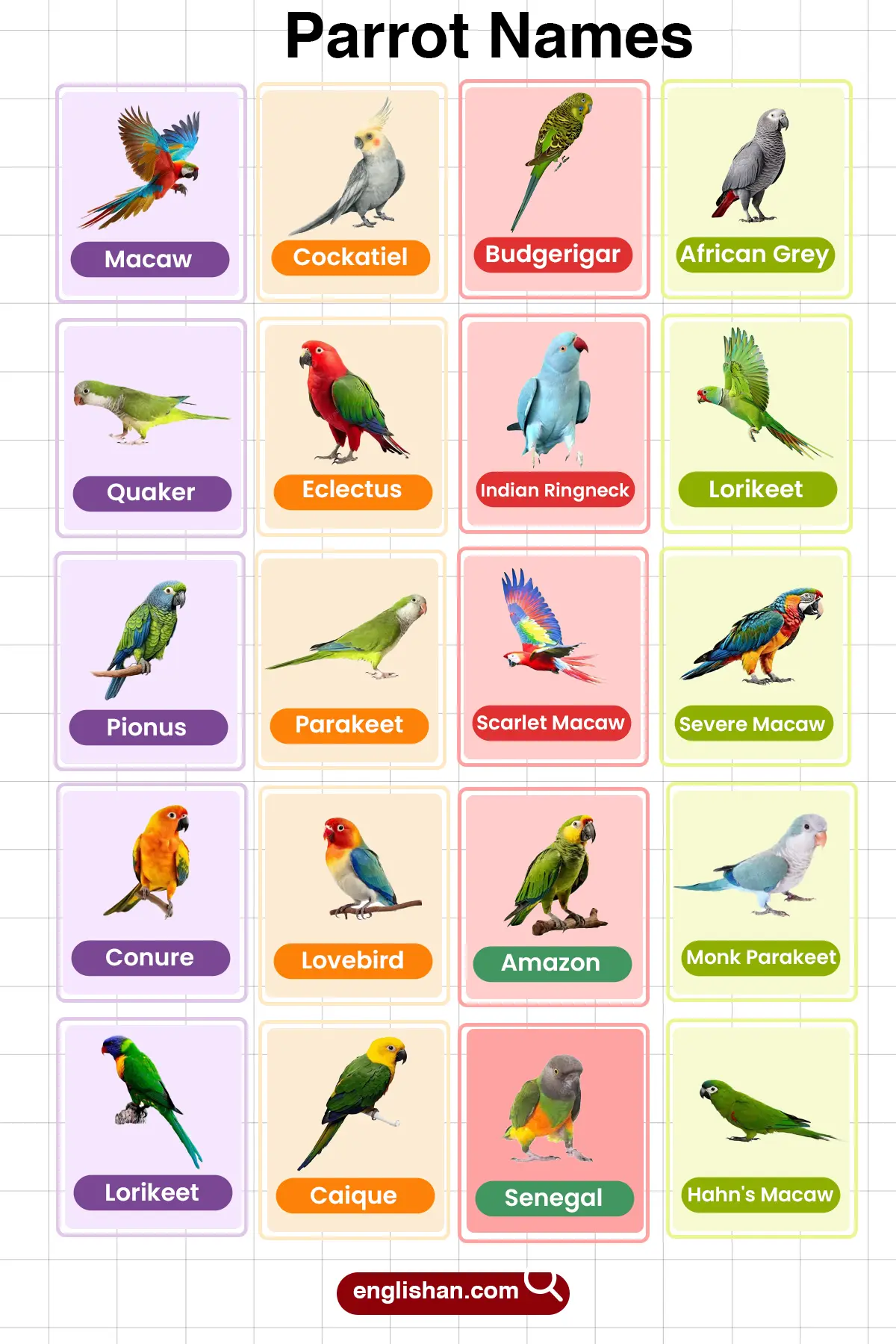 Parrot Names in English with their Pictures