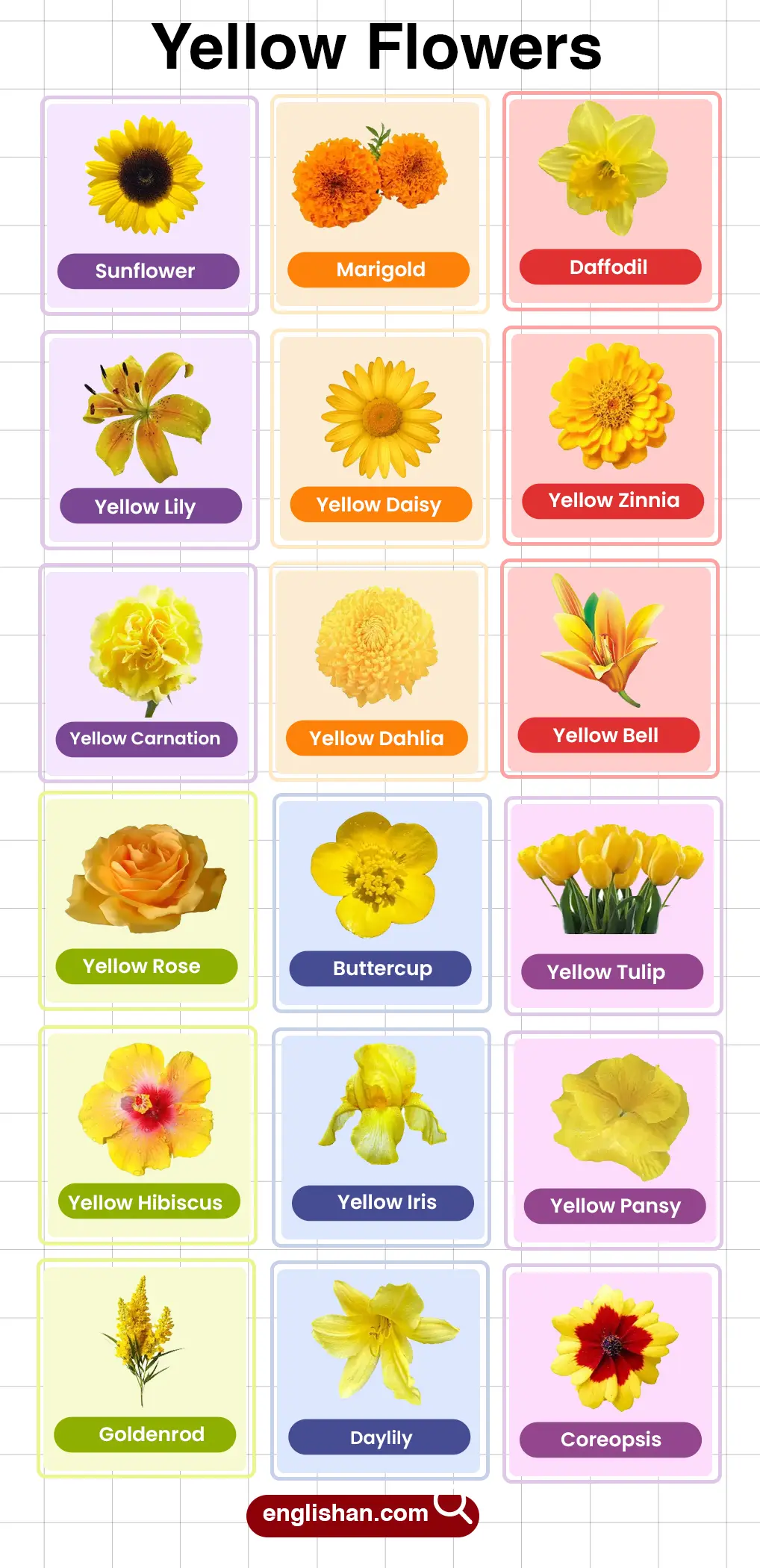 Yellow Flowers Name in English with their Pictures