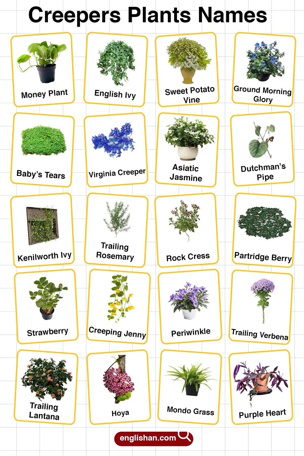 Creepers Plants Names in English with their Pictures