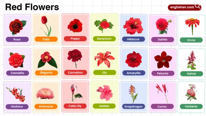 Flowers Names In English With Pictures On Them