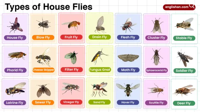 Types of House Flies in English with their Pictures