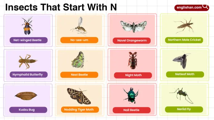 Insects That Start With N (120+ Comprehensive Words List)