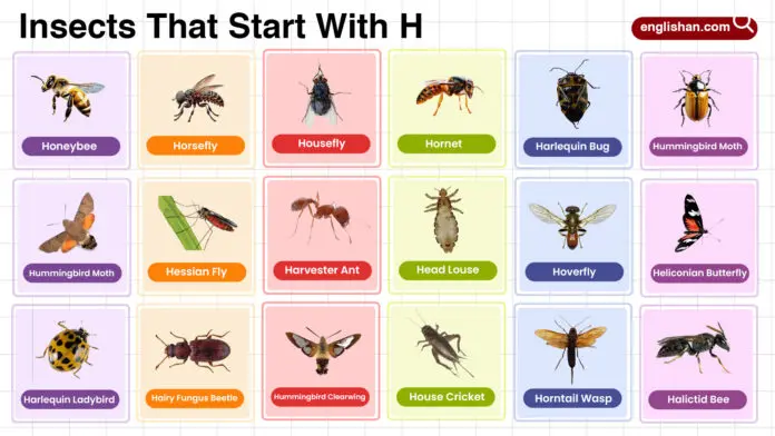 Insects That Start with H – Complete 130 Words List