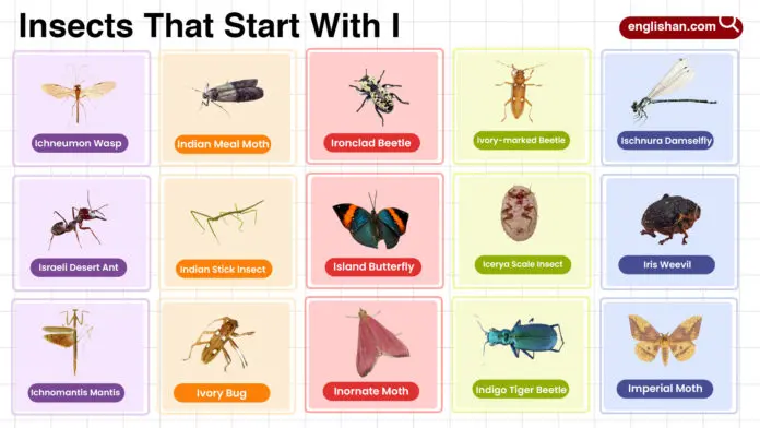 Insects That Start with I – Full 50+ Words in English