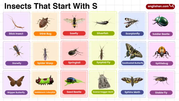 Insects That Start with S – Extensive 30 Words List