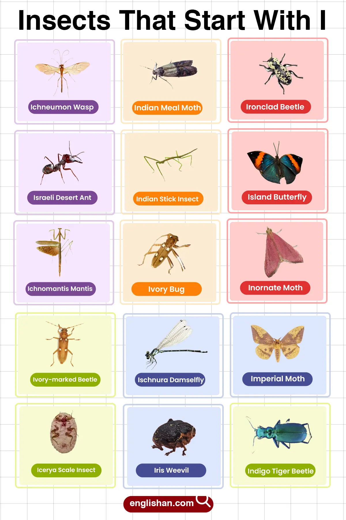 Insects That Start with I – Full 50+ Words in English