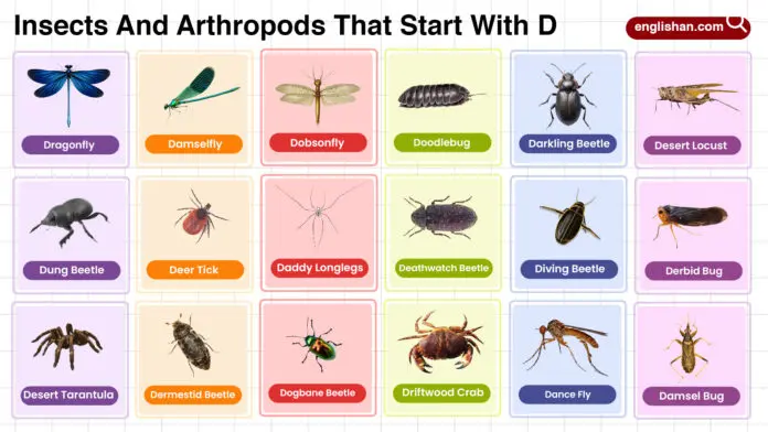 Insects and Arthropods That Start With D – 30 Complete Words List