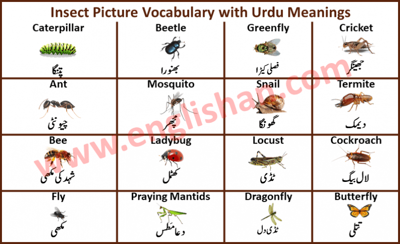 Insect Vocabulary with Picture and Flashcards - Englishan